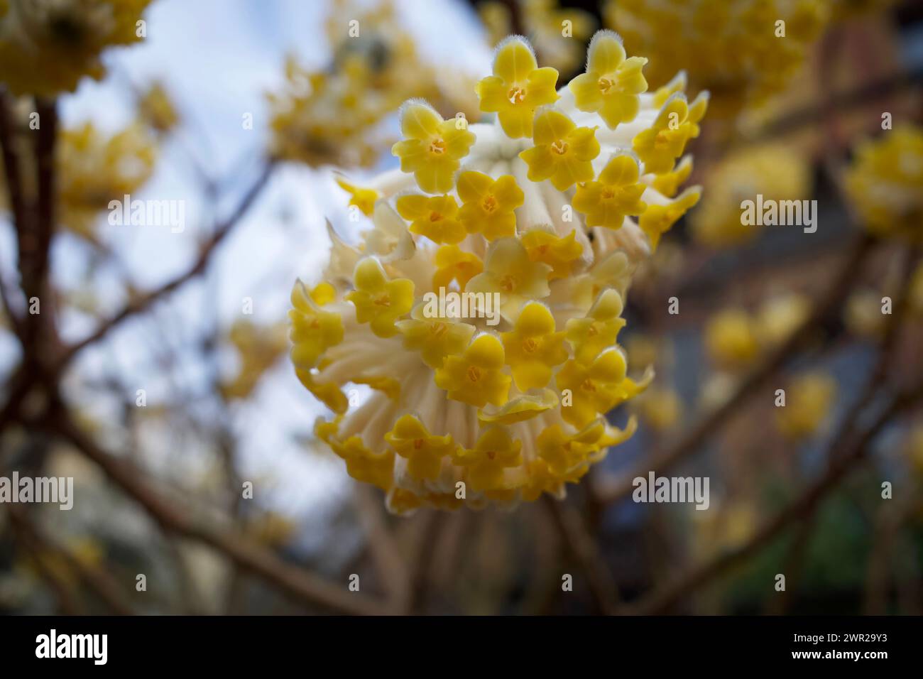 Edgeworthia chrysantha, known as Oriental Paper Bush, Paperbush Plant ...