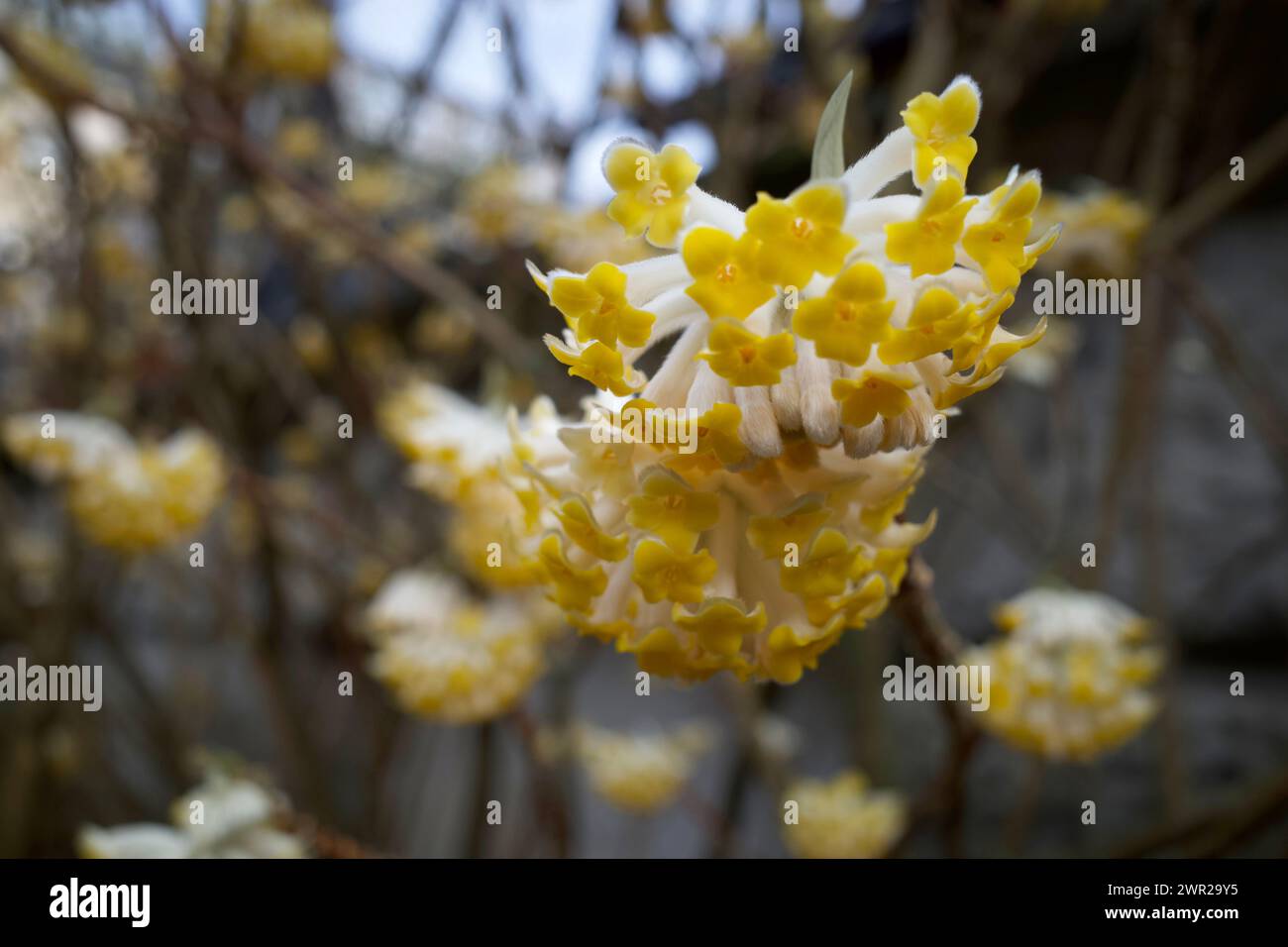 Edgeworthia chrysantha, known as Oriental Paper Bush, Paperbush Plant ...