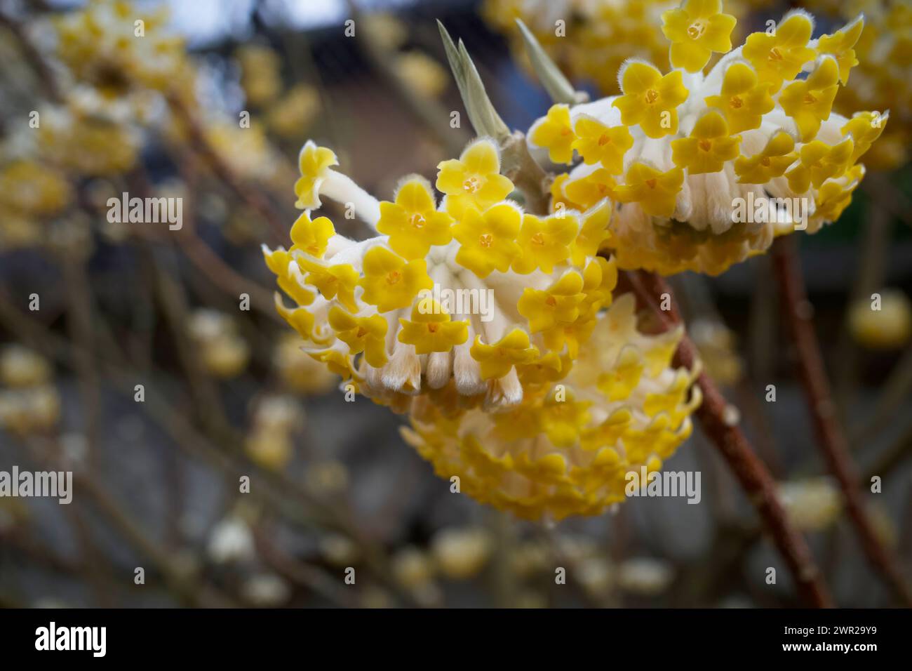 Edgeworthia chrysantha, known as Oriental Paper Bush, Paperbush Plant ...