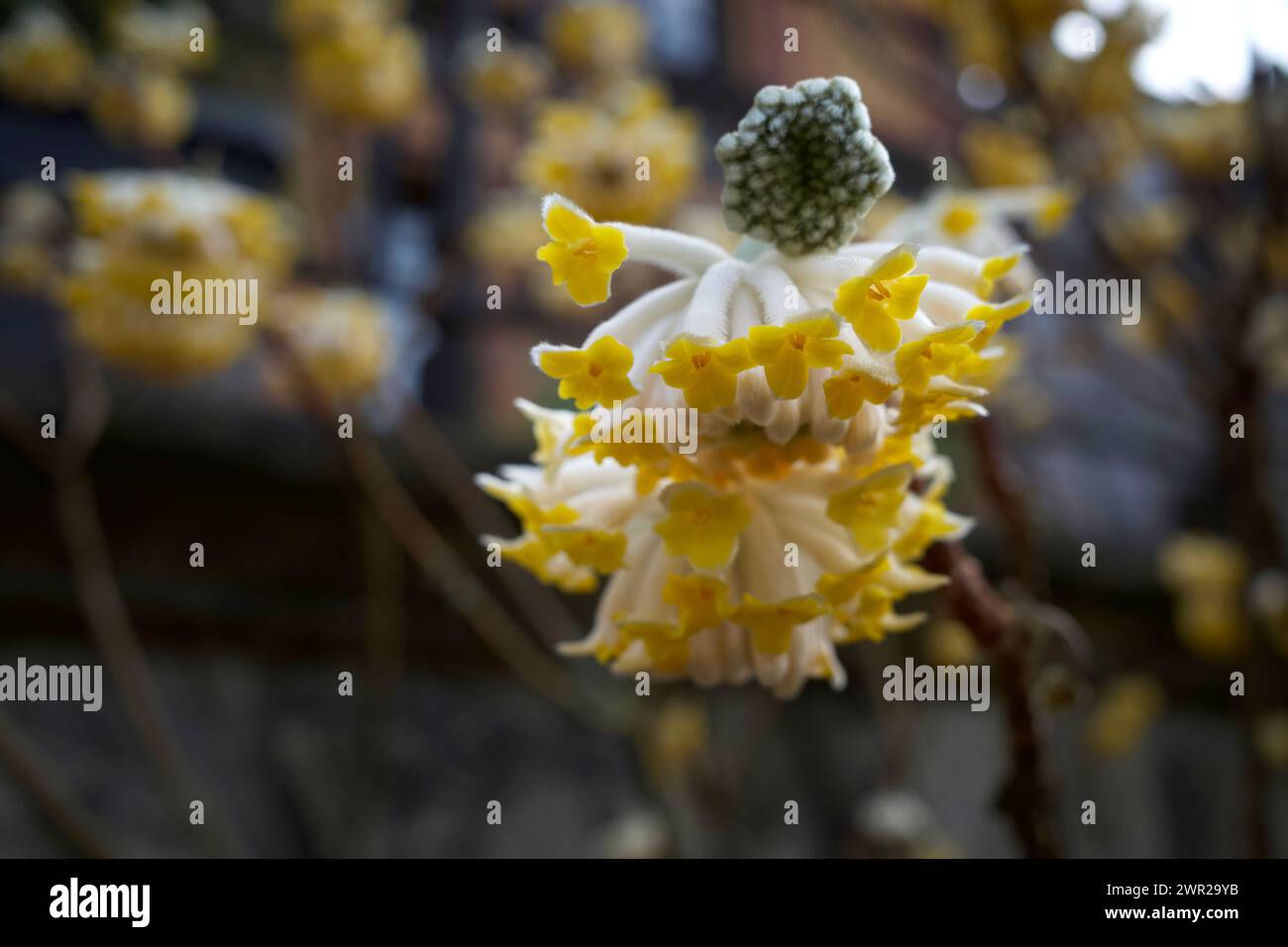 Edgeworthia chrysantha, known as Oriental Paper Bush, Paperbush Plant ...