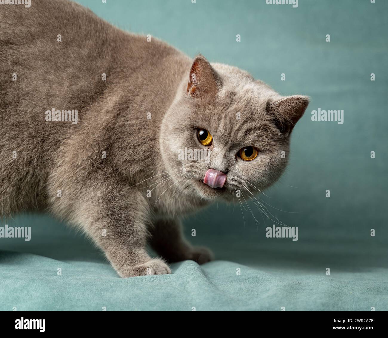 Beautiful cat licking fur grooming hi-res stock photography and images ...