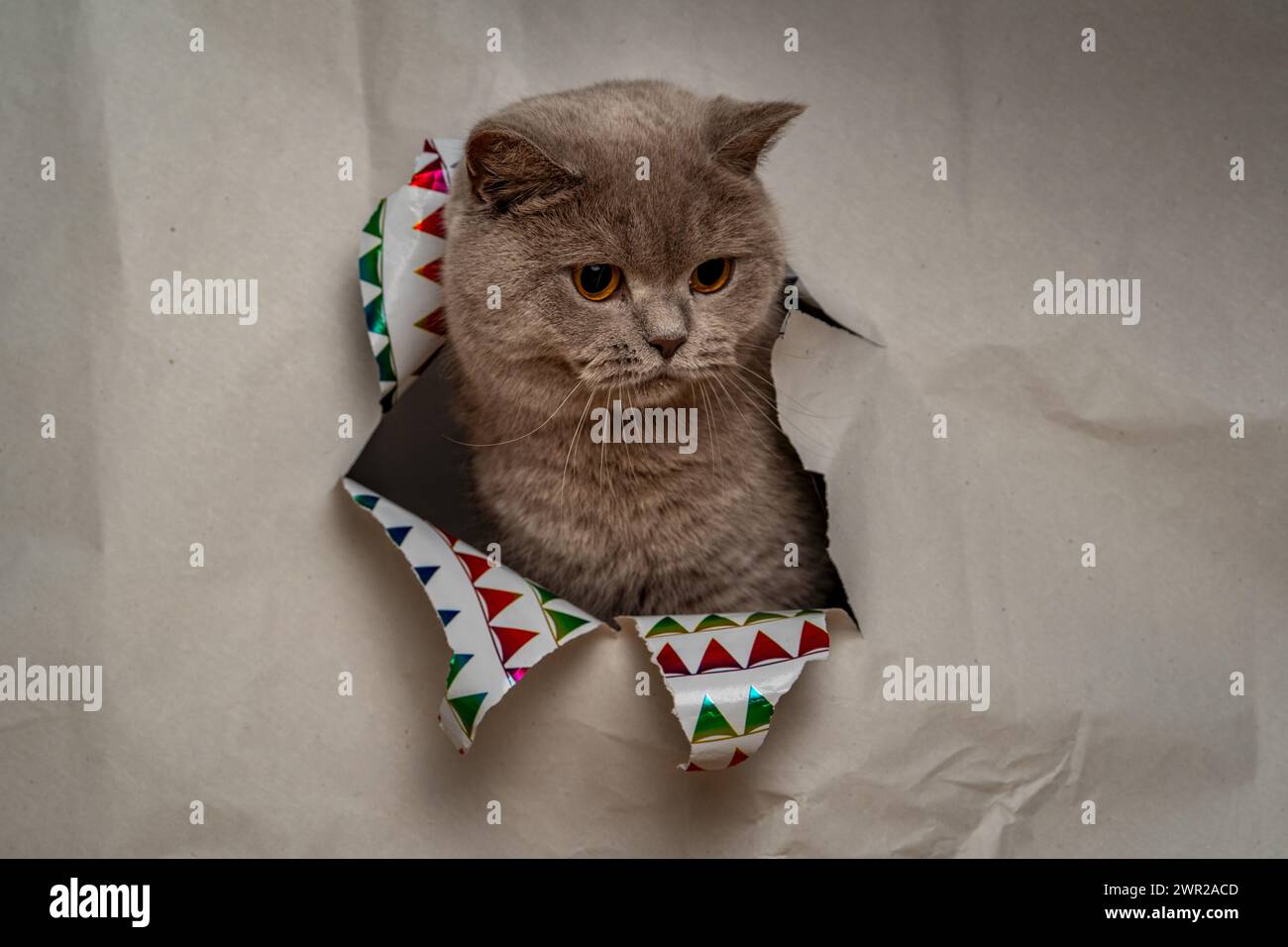 A playful cat in a tie peeking out of wrapping paper Stock Photo - Alamy