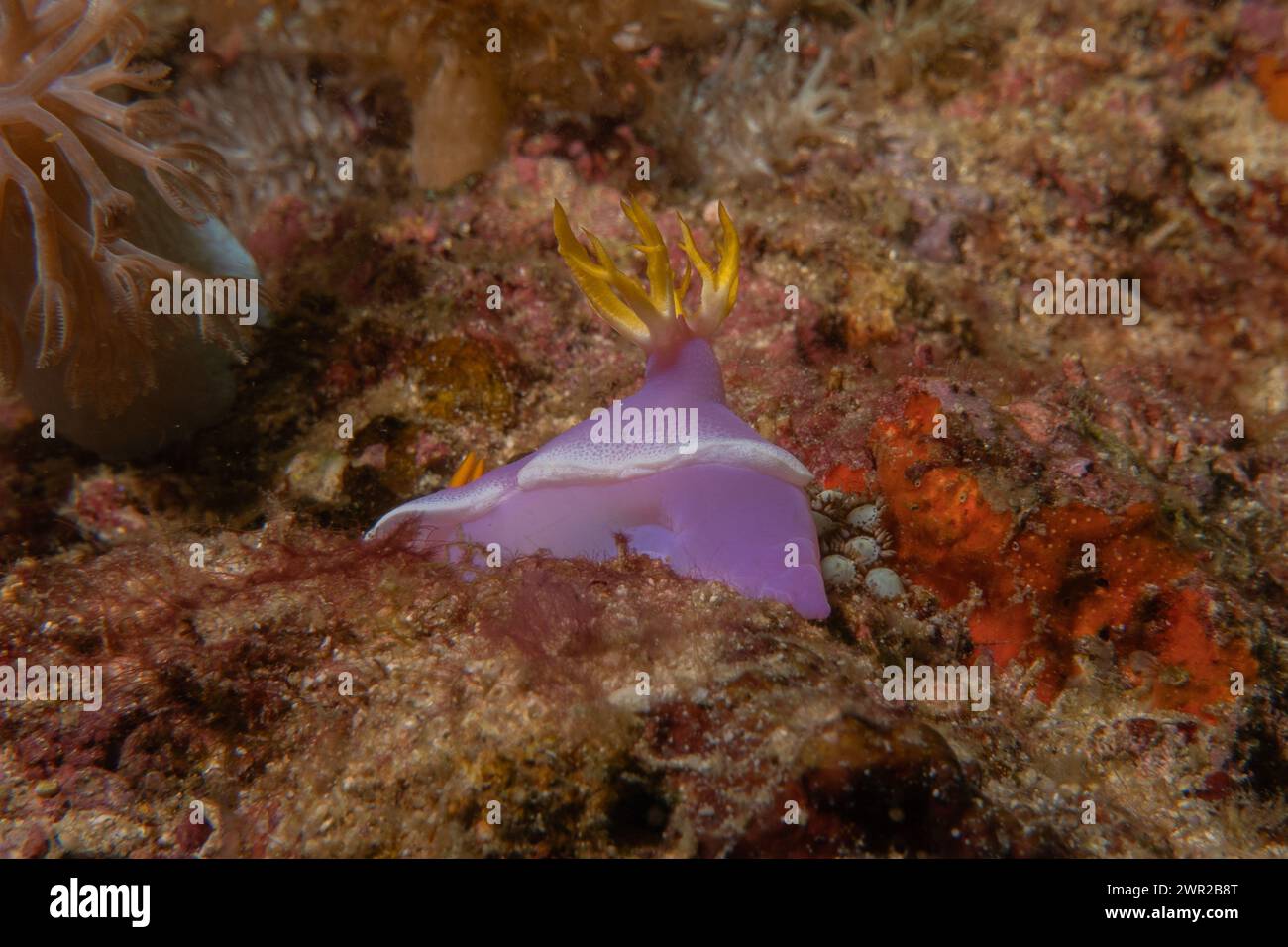 Slug fish hi-res stock photography and images - Alamy