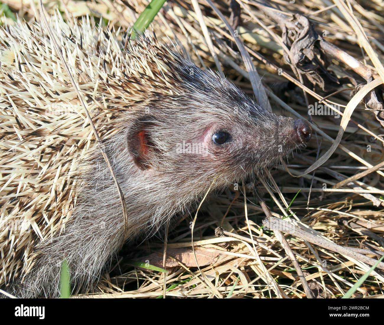 Northern White-Breasted Hedgehog, Nördliche Weißbrustigel ...