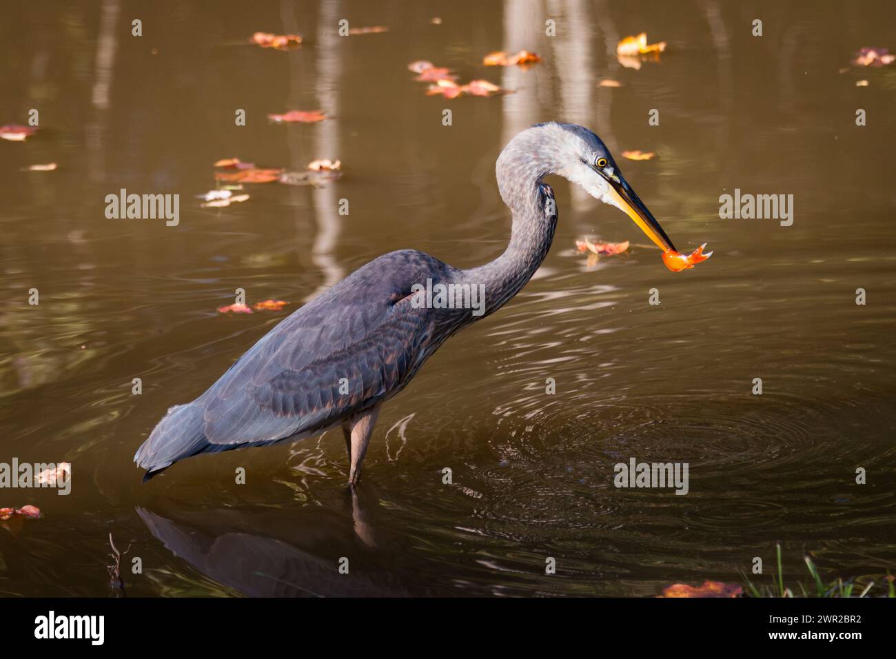 A blue herron eating goldfish Stock Photo - Alamy