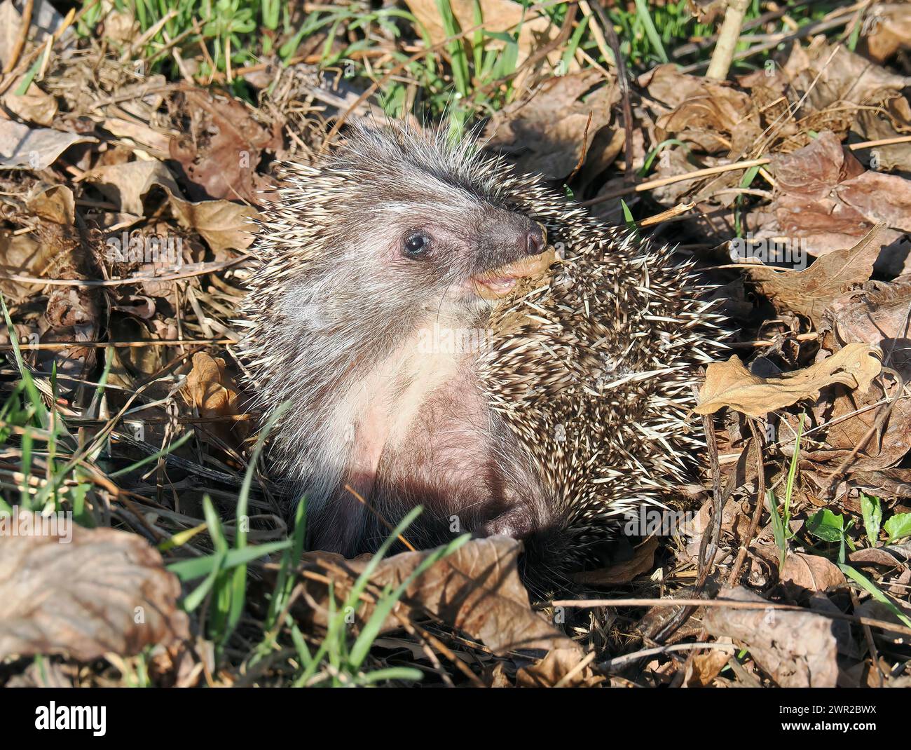 Northern White-Breasted Hedgehog, Nördliche Weißbrustigel ...