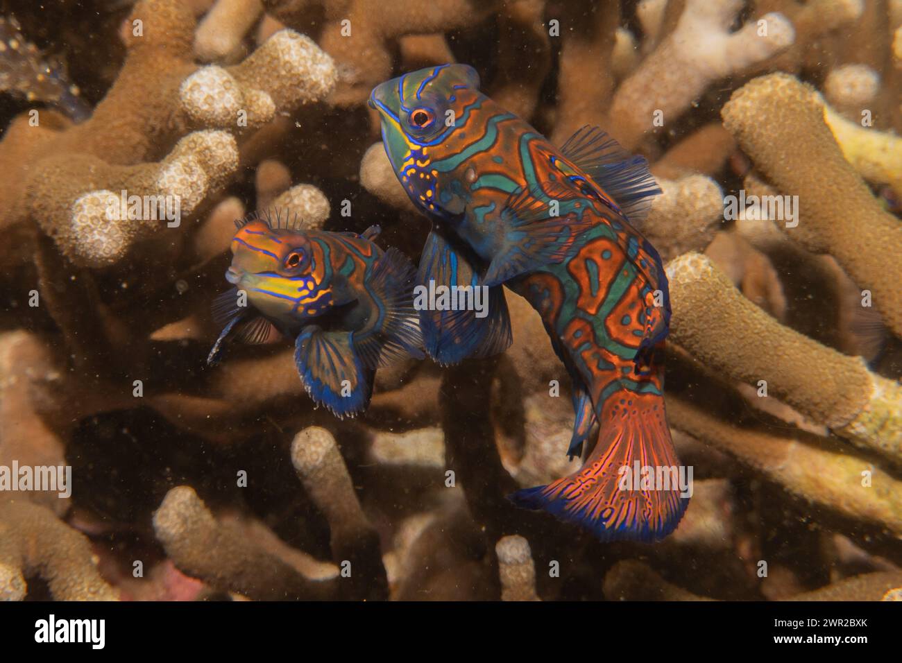 Blue mandarin fish in hi-res stock photography and images - Alamy