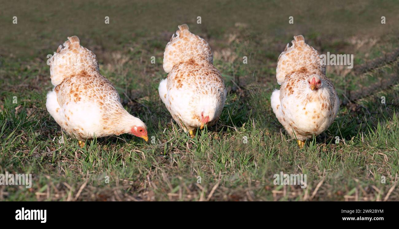 Three white chickens walk side by side in a dry meadow, looking for ...
