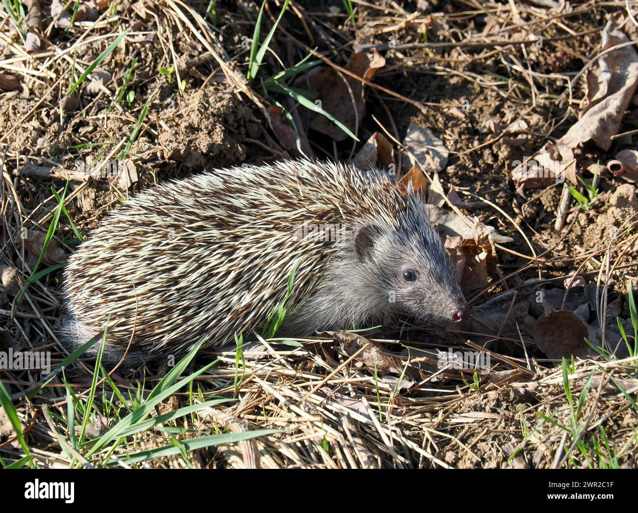 Northern White-Breasted Hedgehog, Nördliche Weißbrustigel ...