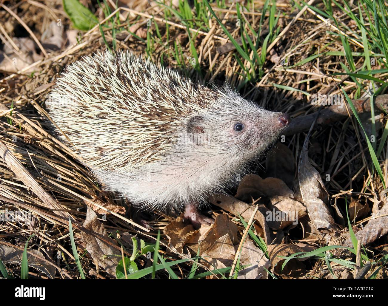 Northern White-Breasted Hedgehog, Nördliche Weißbrustigel ...
