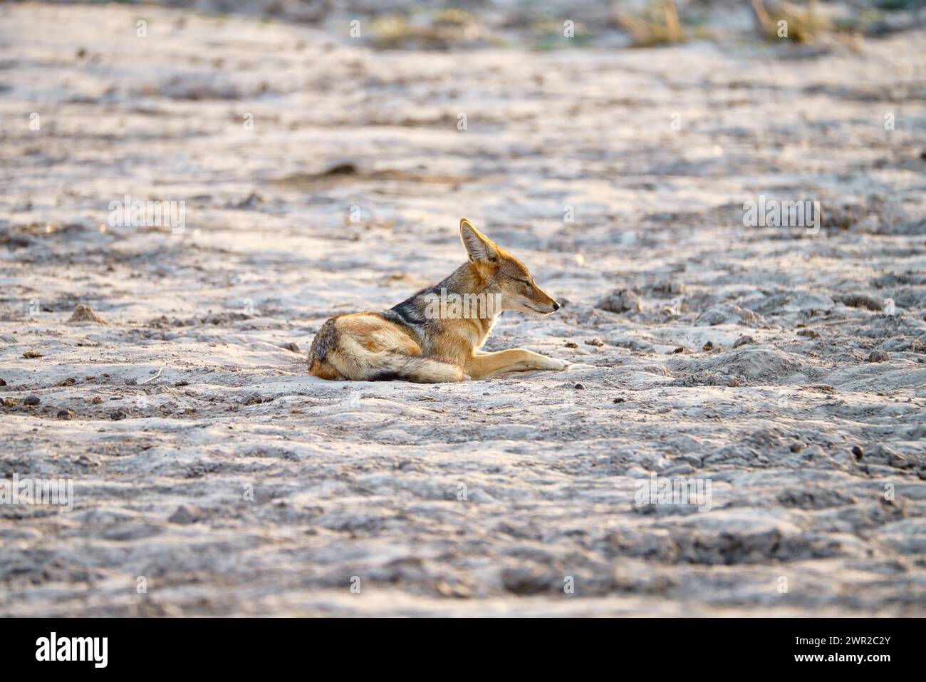 Basal wolf hi-res stock photography and images - Alamy