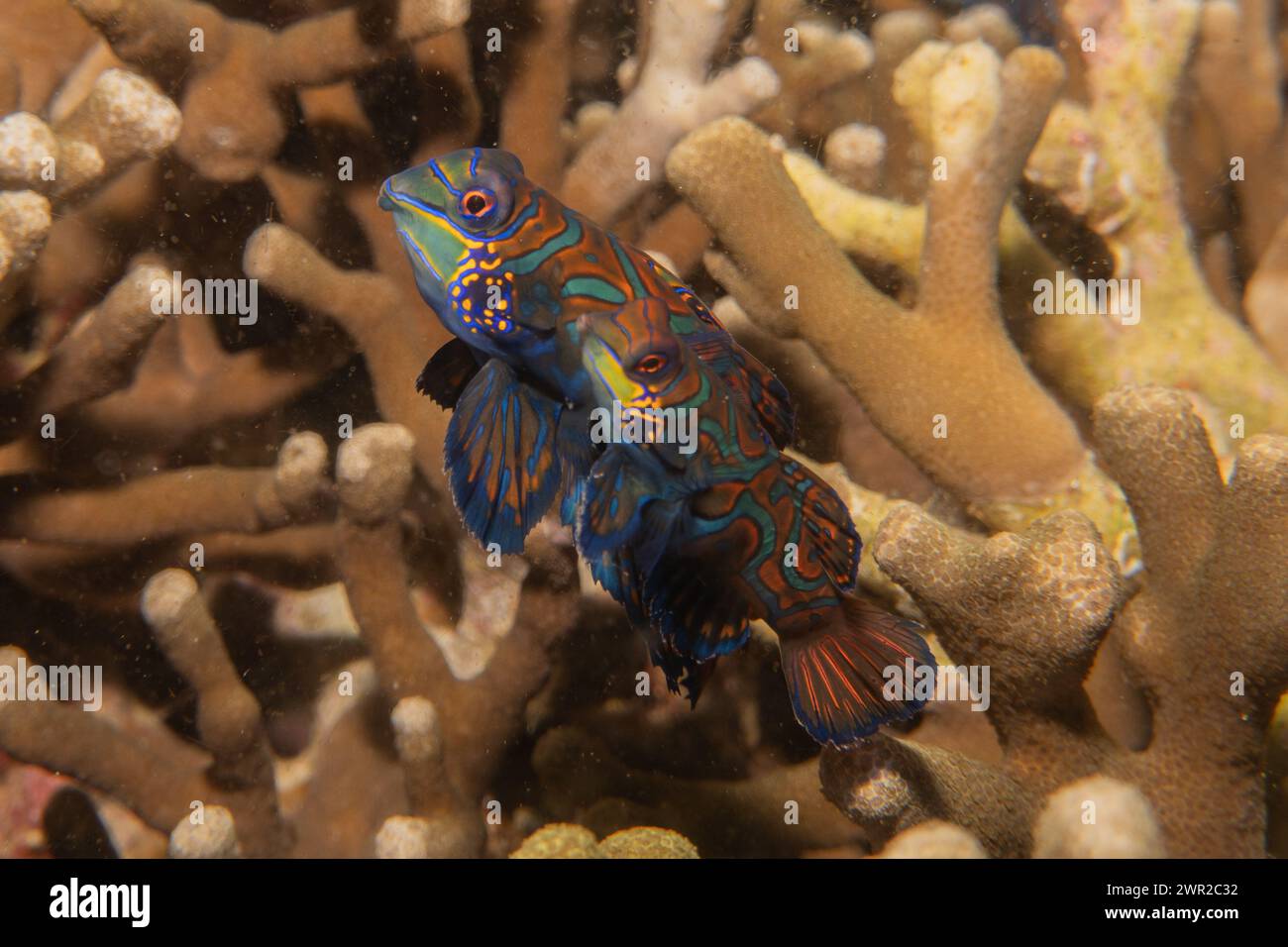 Mandarin fish hi-res stock photography and images - Alamy