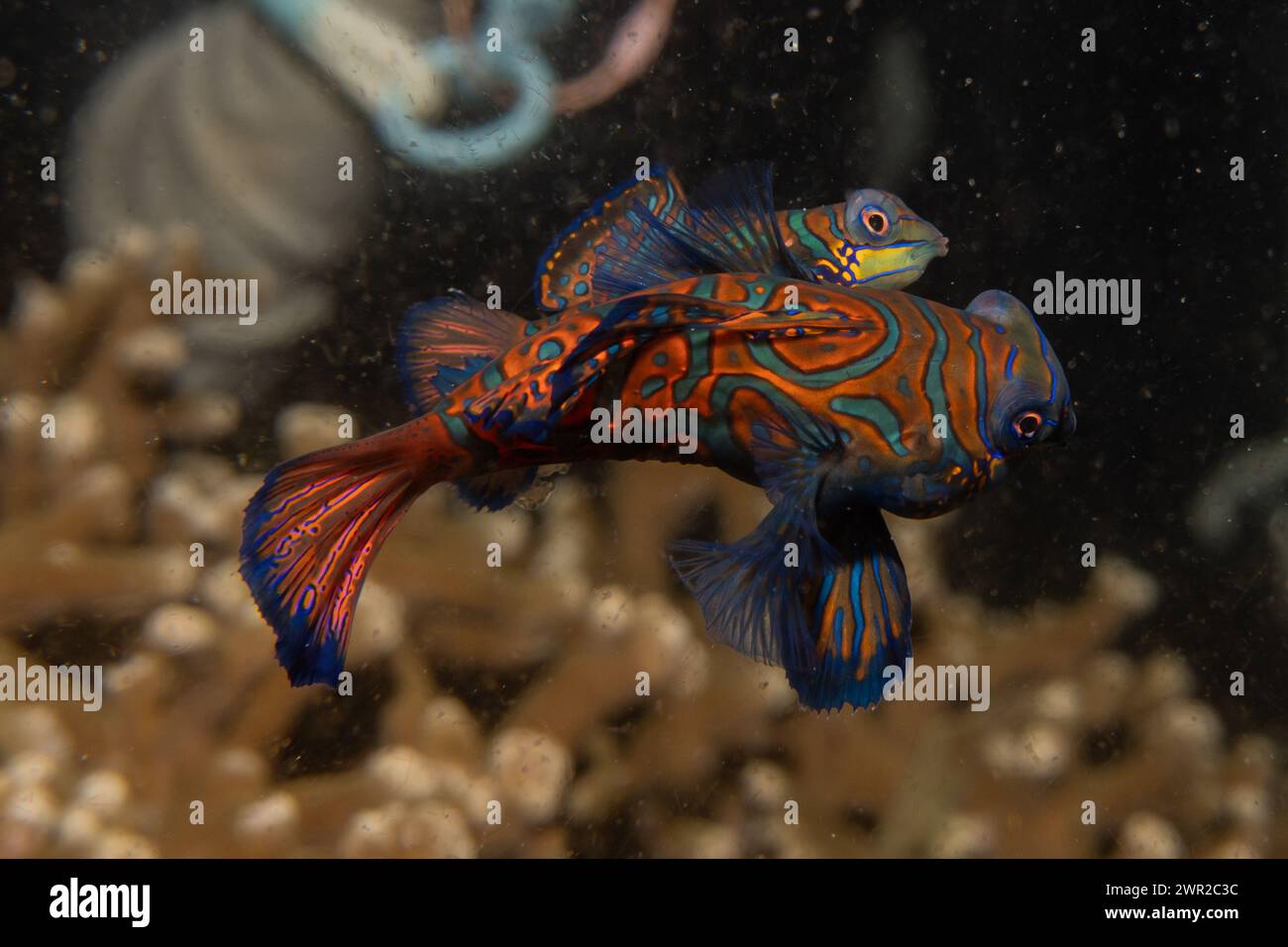 Mandarin fish hi-res stock photography and images - Alamy