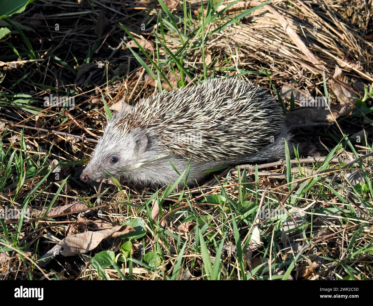 Northern White-Breasted Hedgehog, Nördliche Weißbrustigel ...