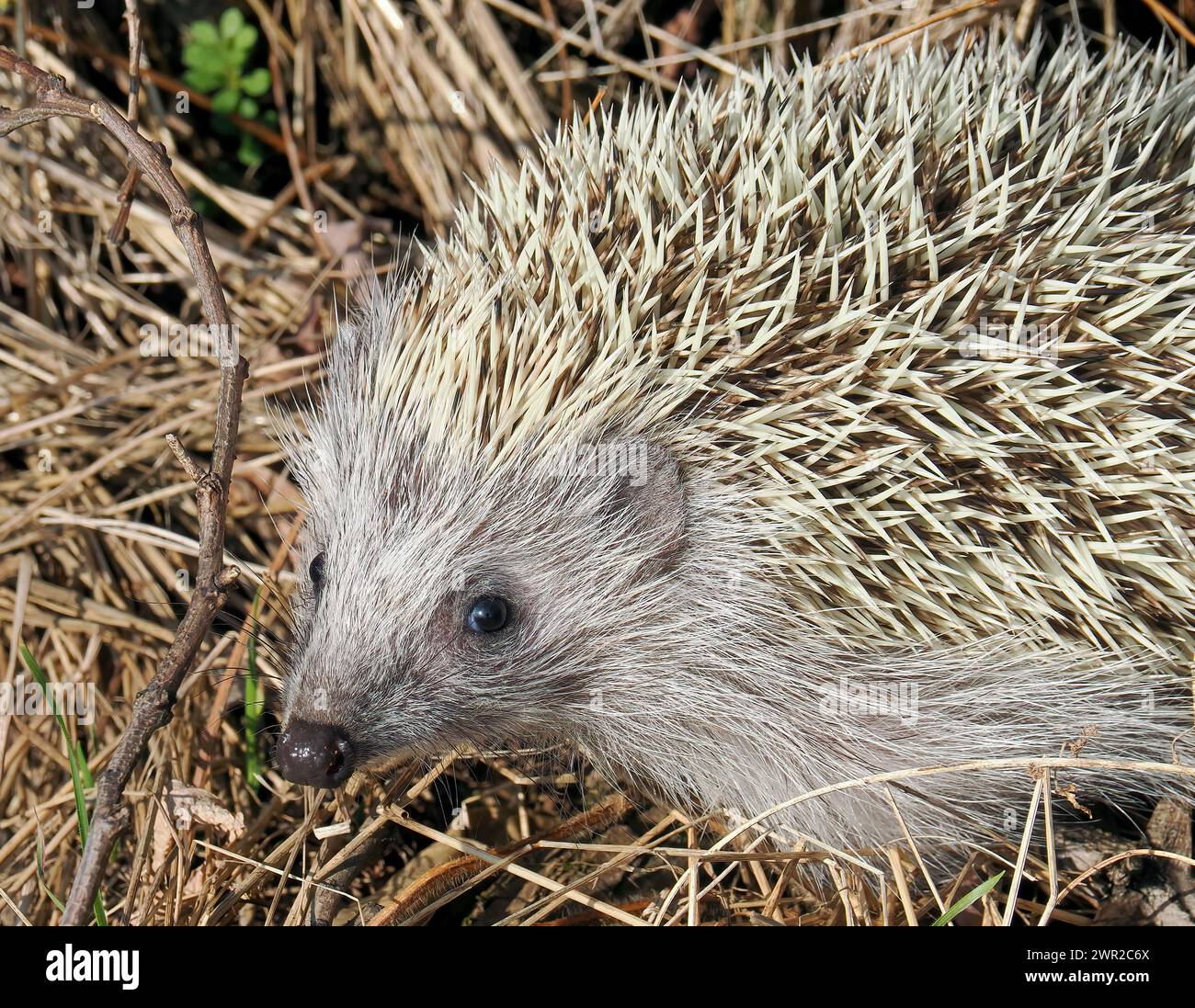 Northern White-Breasted Hedgehog, Nördliche Weißbrustigel ...