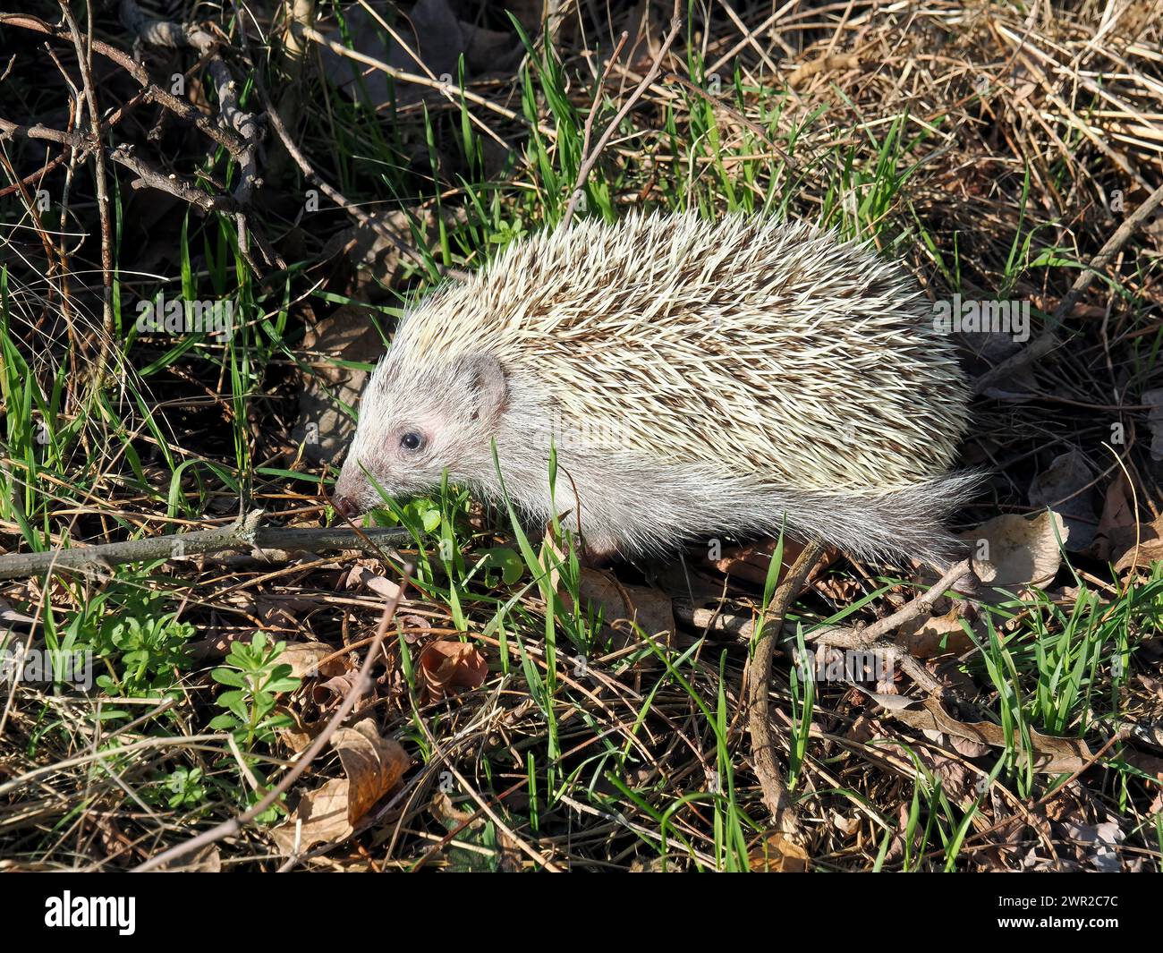 Northern White-Breasted Hedgehog, Nördliche Weißbrustigel ...