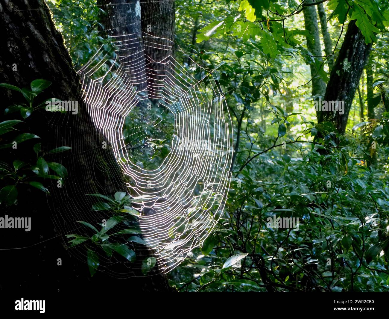 Threads tree trunk hi-res stock photography and images - Alamy