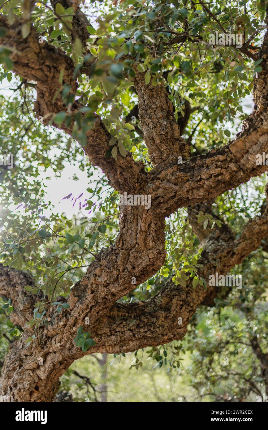 Cork oak (Quercus suber) trees growing naturally near Tossa de Mar ...