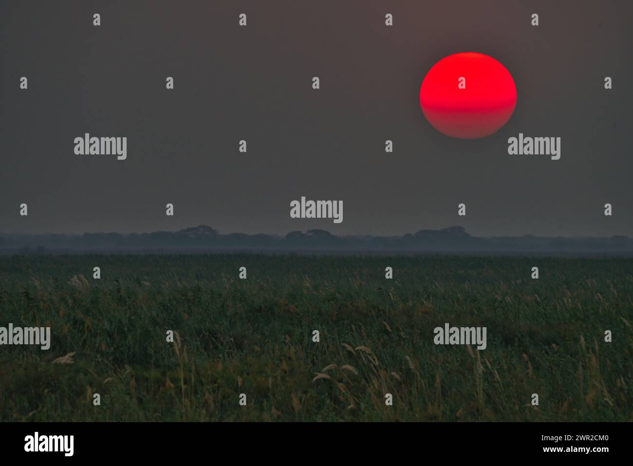 Large red sun setting over an Africa grassland Stock Photo - Alamy
