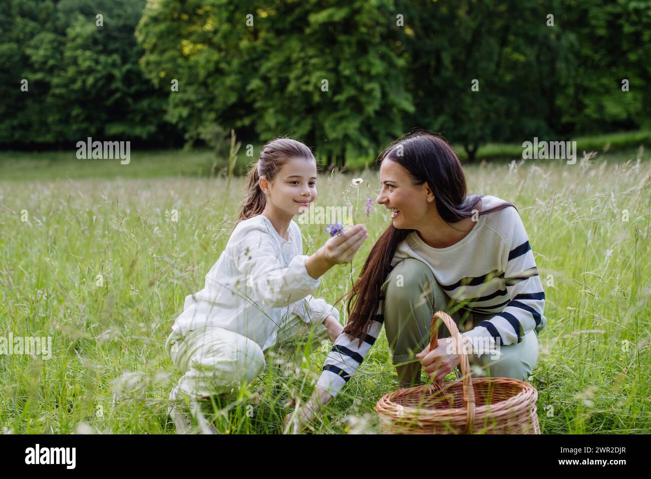 Daughter picking flowers, giving them to mother. Concept of family ...