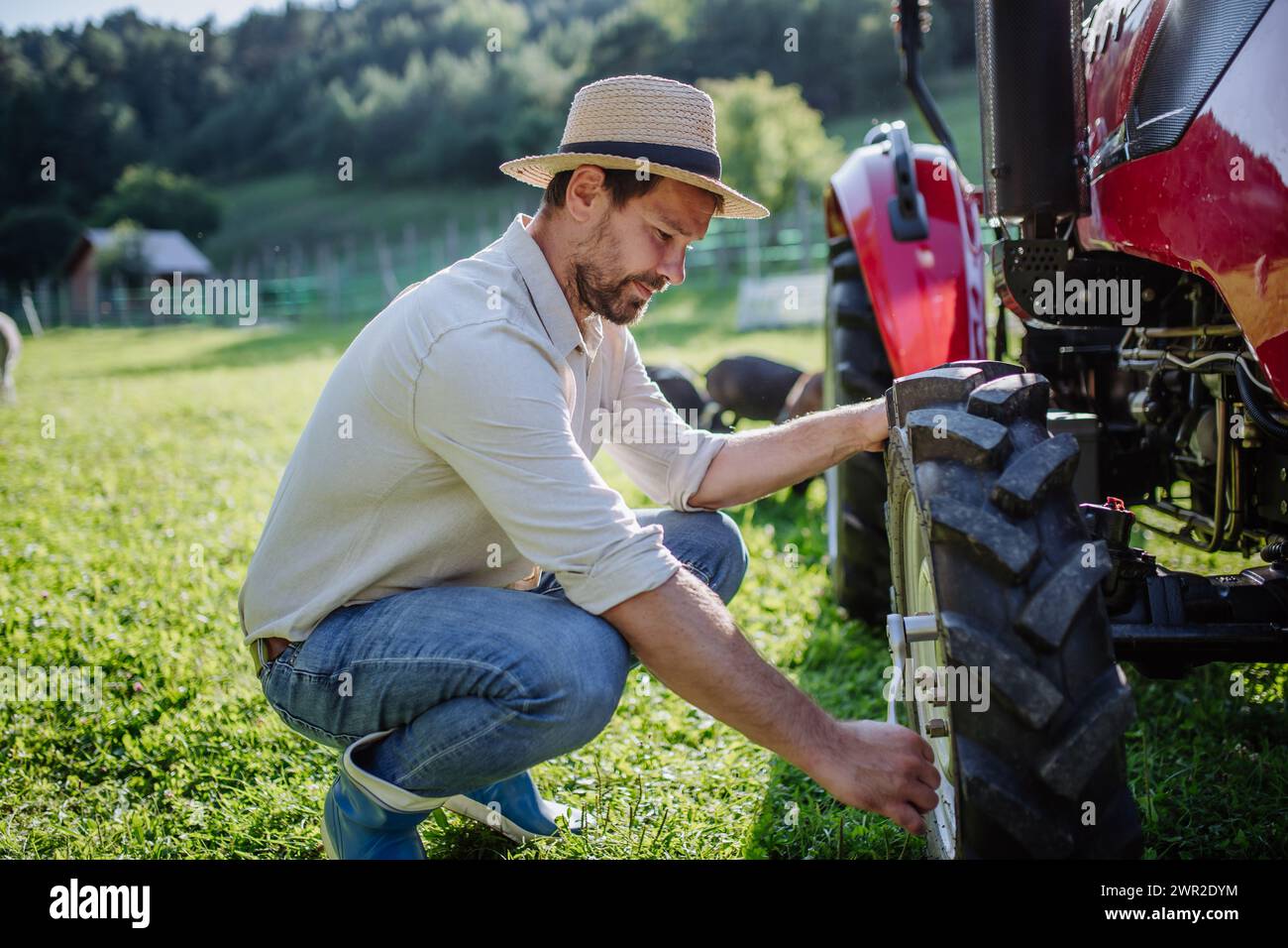 Farmer fixing wheel on tractor. Harvesting crops, collecting vegetables ...