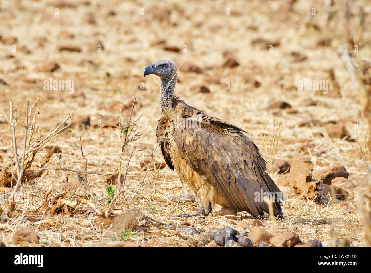 Common vulture species hi-res stock photography and images - Alamy
