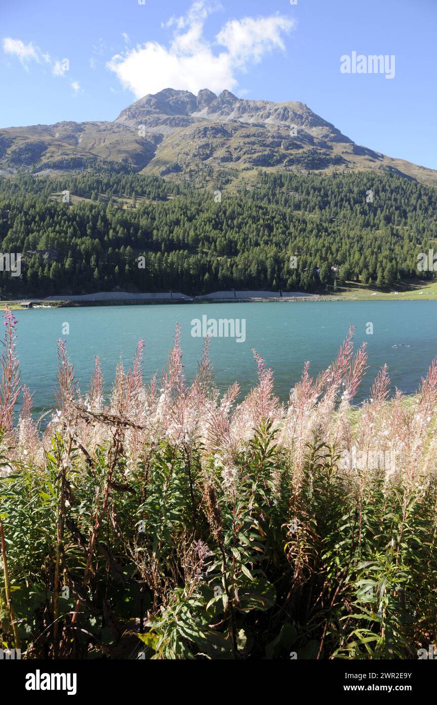 Swiss Alps: Glacier lake at Silvaplana | Der Silvaplaner Gletschersee ...