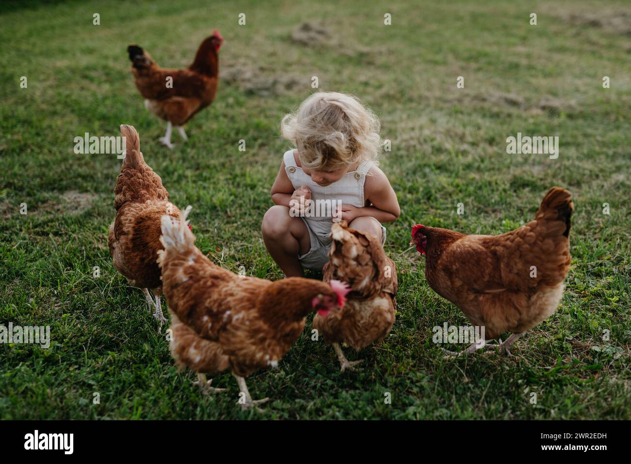 Little girl squating among chickens on a farm, chasing them. Having fun ...