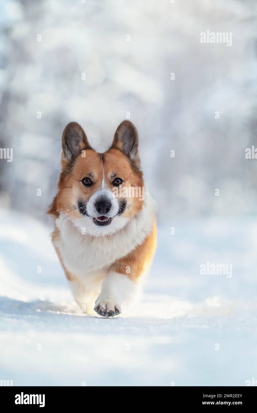 cute corgi dog walks on white snow in winter clear park Stock Photo - Alamy