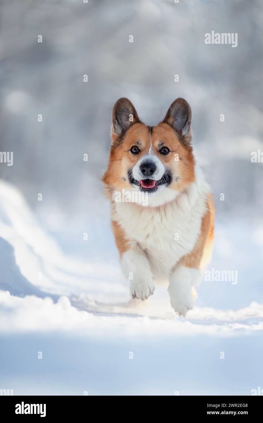 cute corgi dog runs through white snow in winter clear park Stock Photo ...