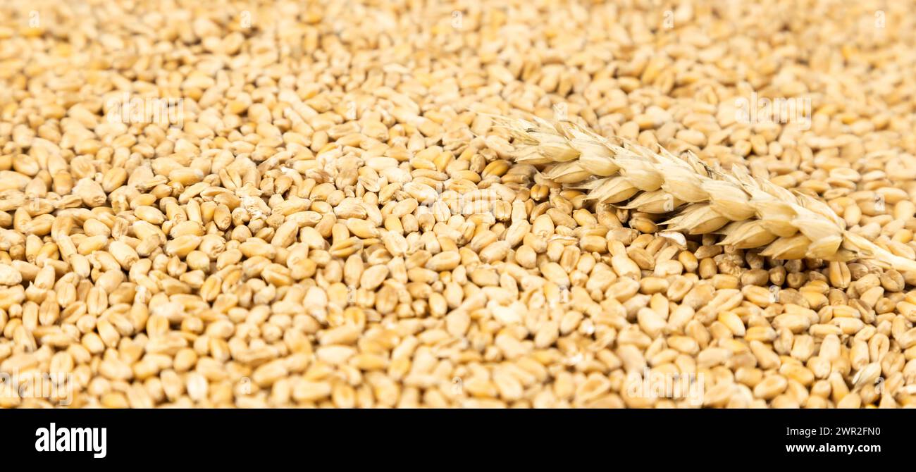 An ear of wheat on wheat grains. Wheat grain texture Stock Photo - Alamy