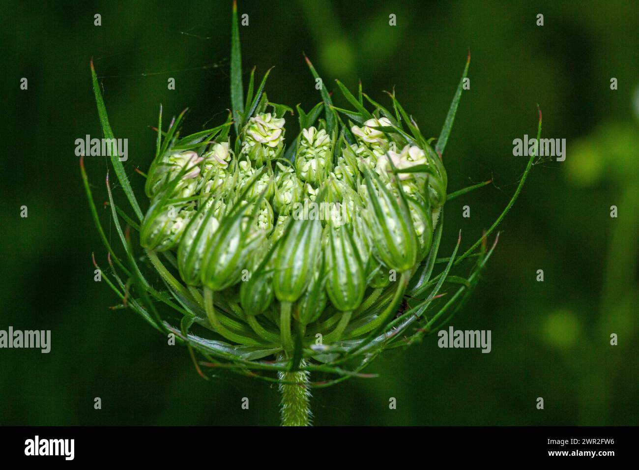 Carota flower hi-res stock photography and images - Alamy