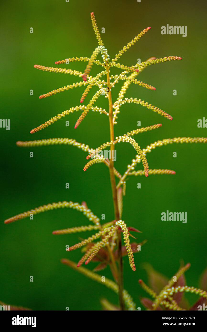 Aruncus dioicus hi-res stock photography and images - Alamy