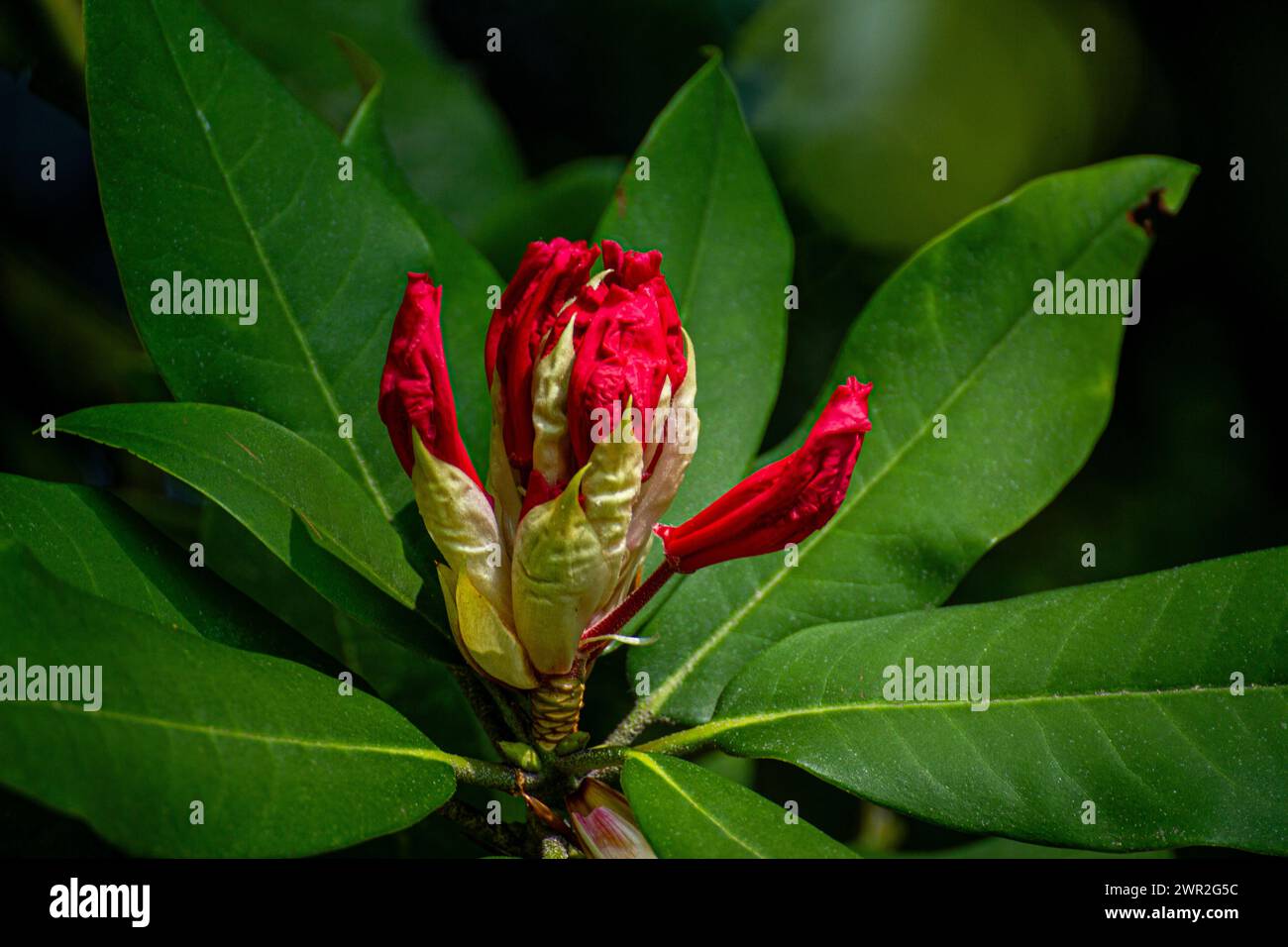 Rhododendron maximum flower hi-res stock photography and images - Alamy