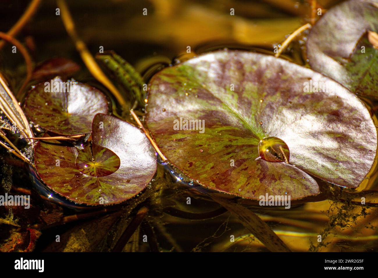 Lily pads leaves hi-res stock photography and images - Alamy