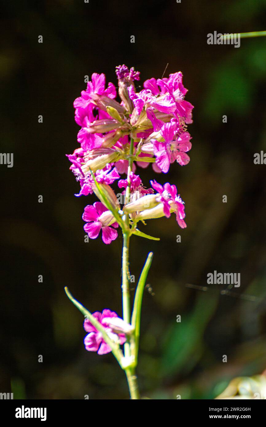 Viscaria flower hi-res stock photography and images - Alamy