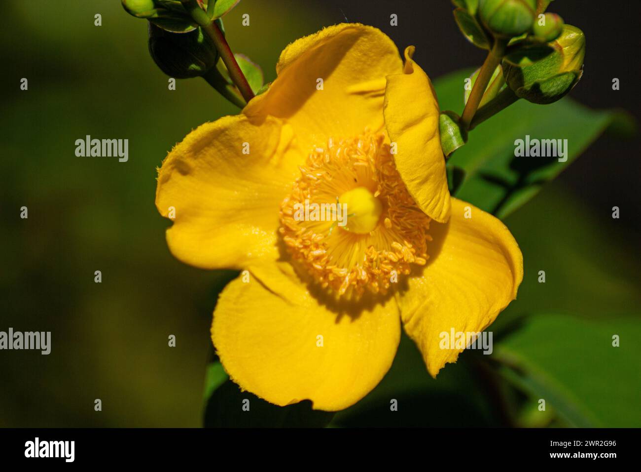 Yellow australian flower hi-res stock photography and images - Alamy