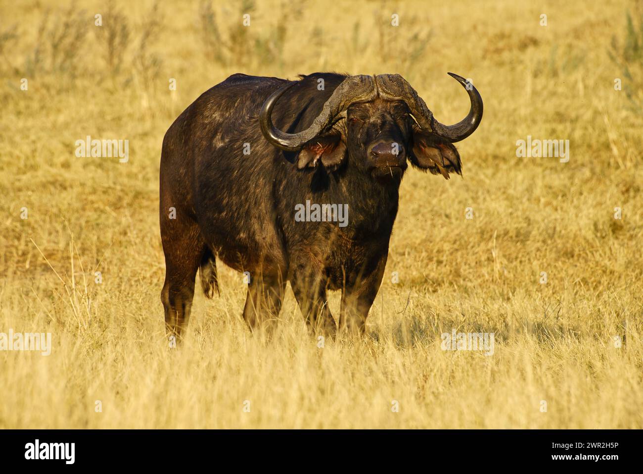 Blue wilde beast hi-res stock photography and images - Alamy