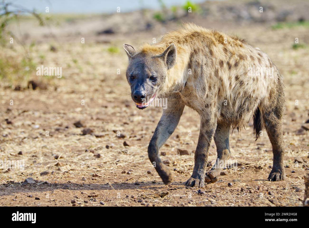 Spotted Hyena walking across the plains of Africa Stock Photo - Alamy