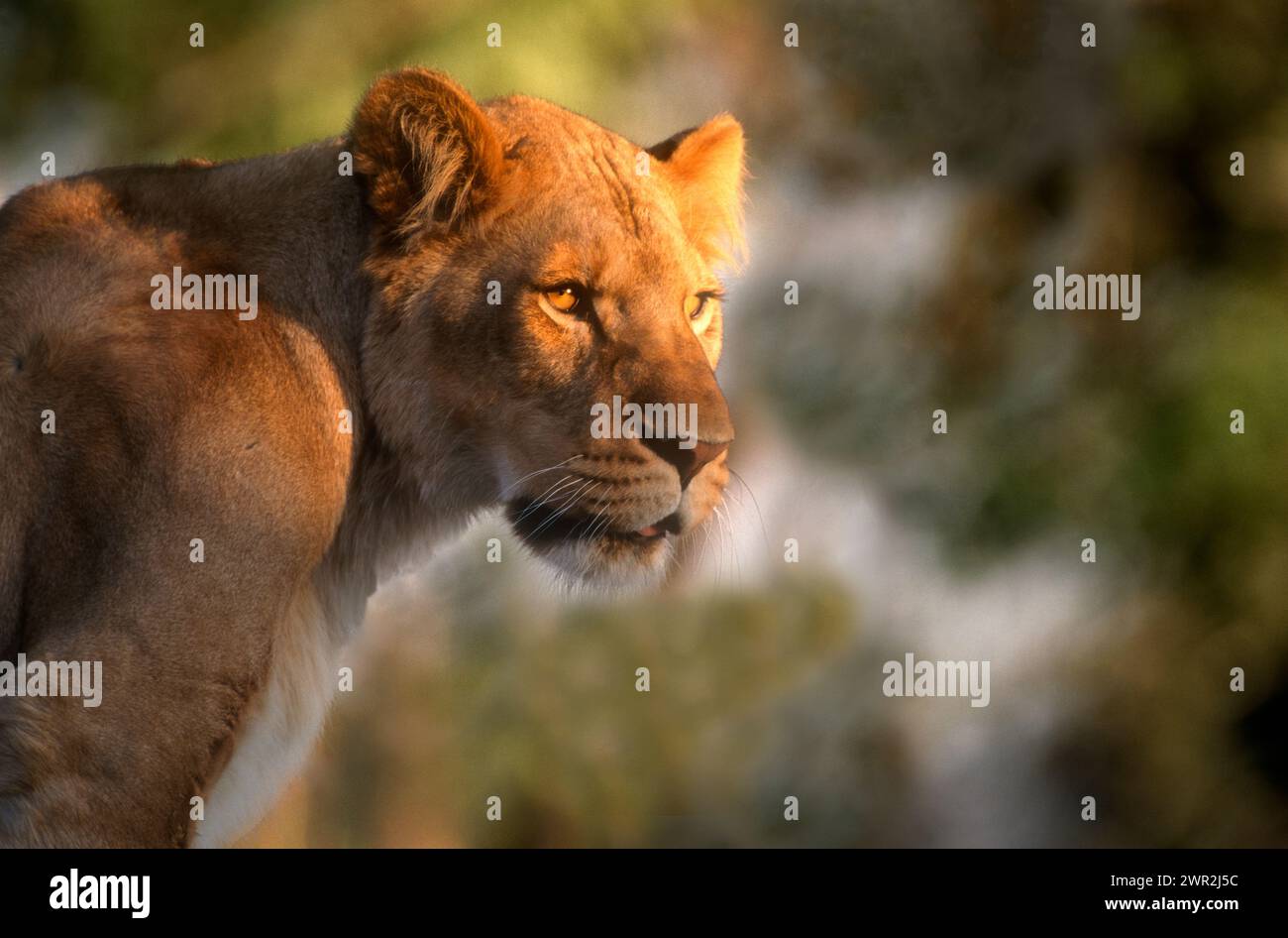 Africa; Kenya; Wildlife; Cats; Lion; Leo Leo; Lioness Stock Photo - Alamy