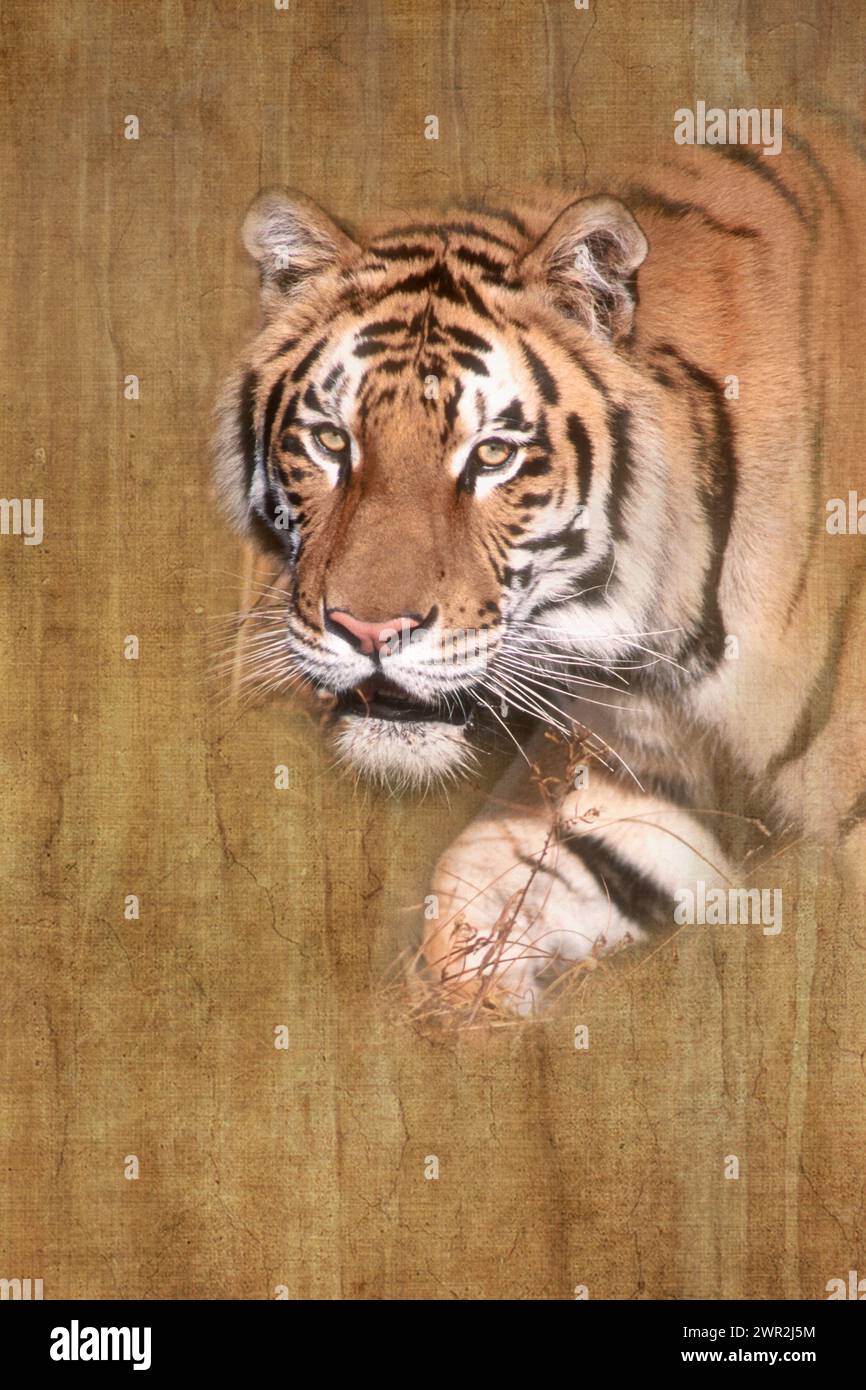 Asia; Southeast Asia; India; Wildlife; Predators; Felines; Tiger ...