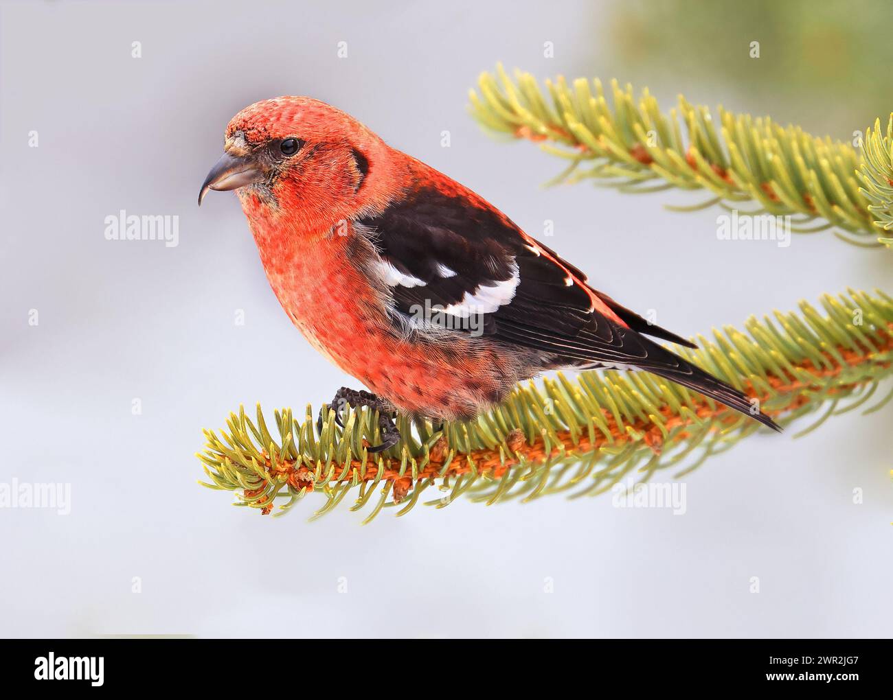 White winged Crossbill male perched on a fir branch in the forest ...