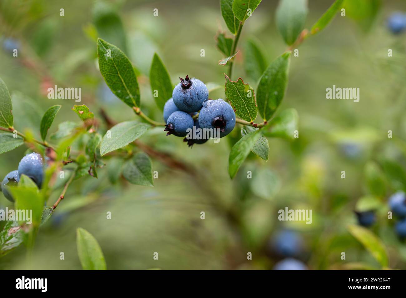 Blueberries botanical hi-res stock photography and images - Alamy