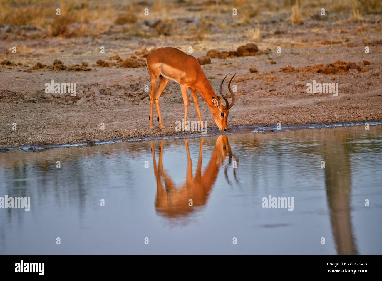 Single male impala drinking at a waterhole in the late afternoon. The ...