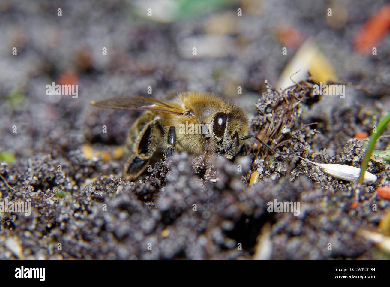 Bumblebee in garden hi-res stock photography and images - Alamy