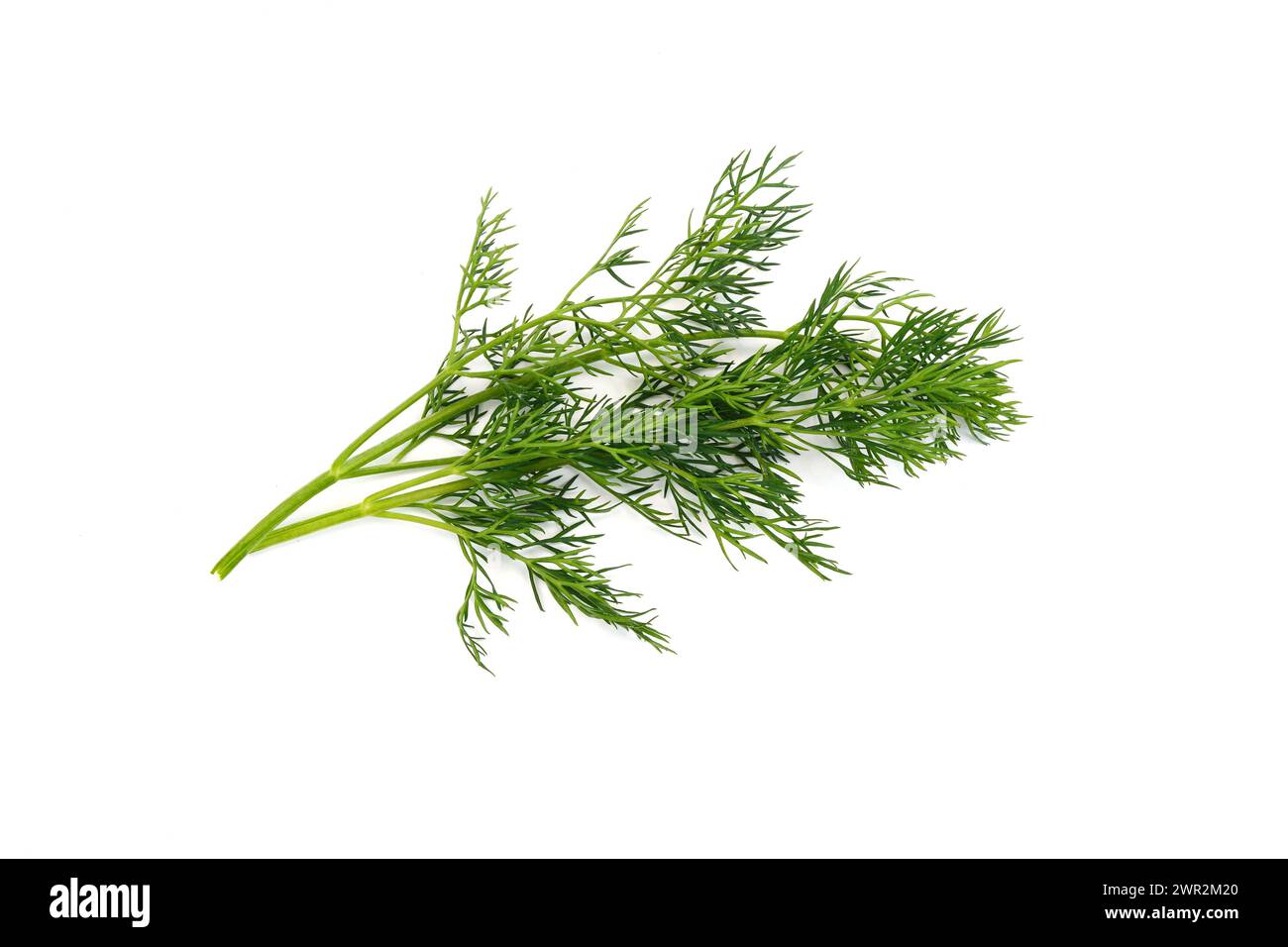 Fresh Dill isolated on white background Stock Photo - Alamy
