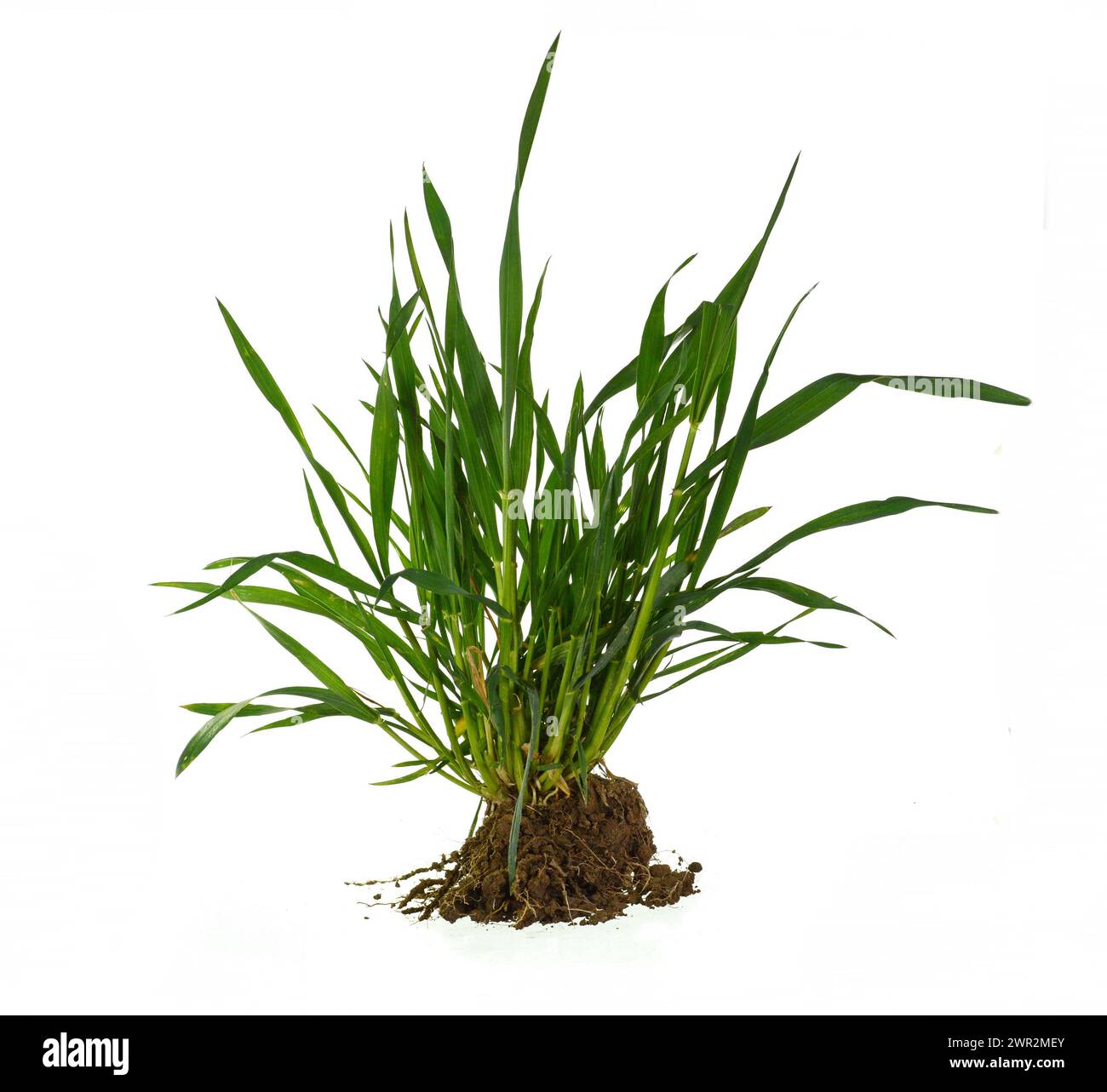 Green spring young wheat with root and soil isolated on white ...