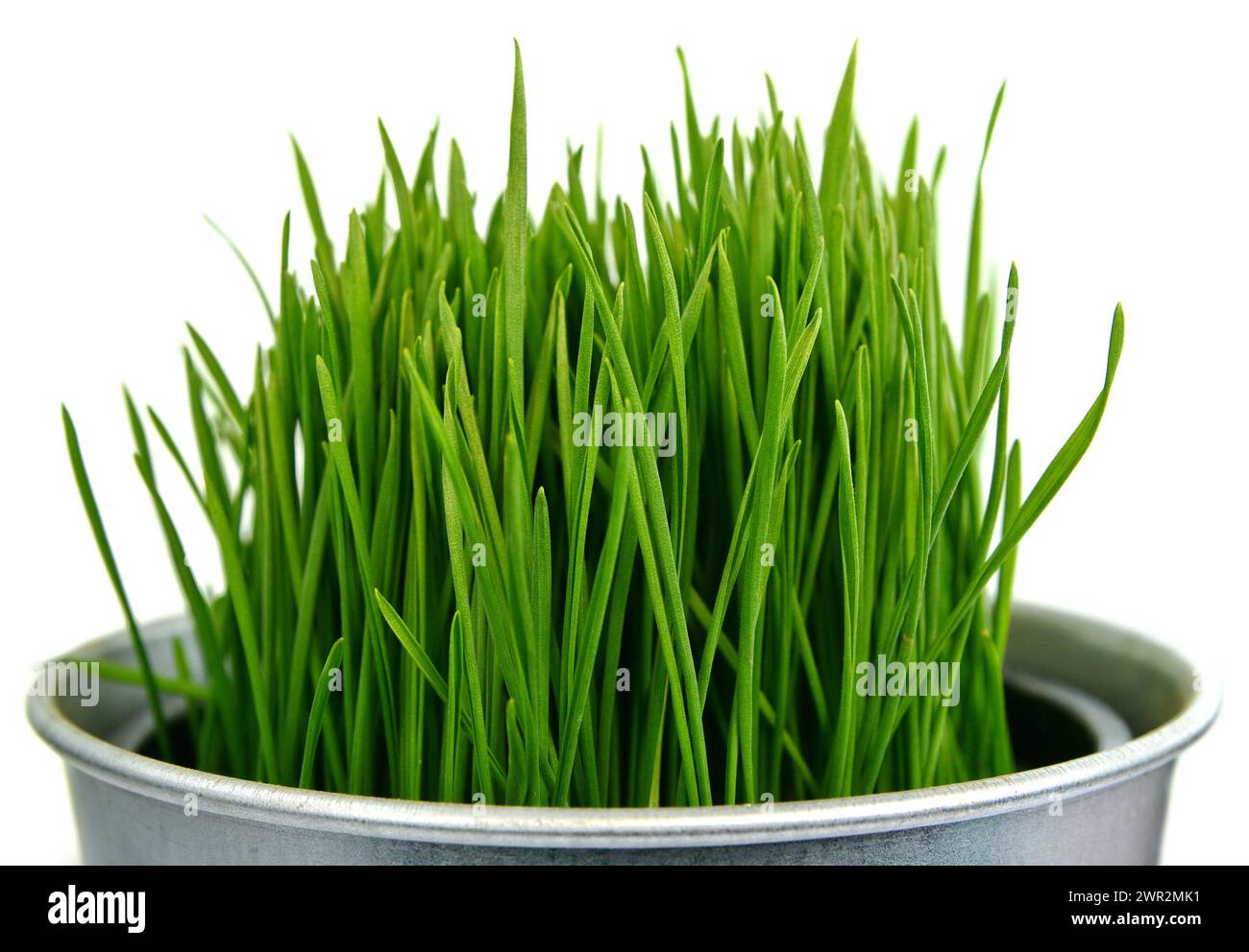 Green spring young wheat isolated on white background, with clipping ...