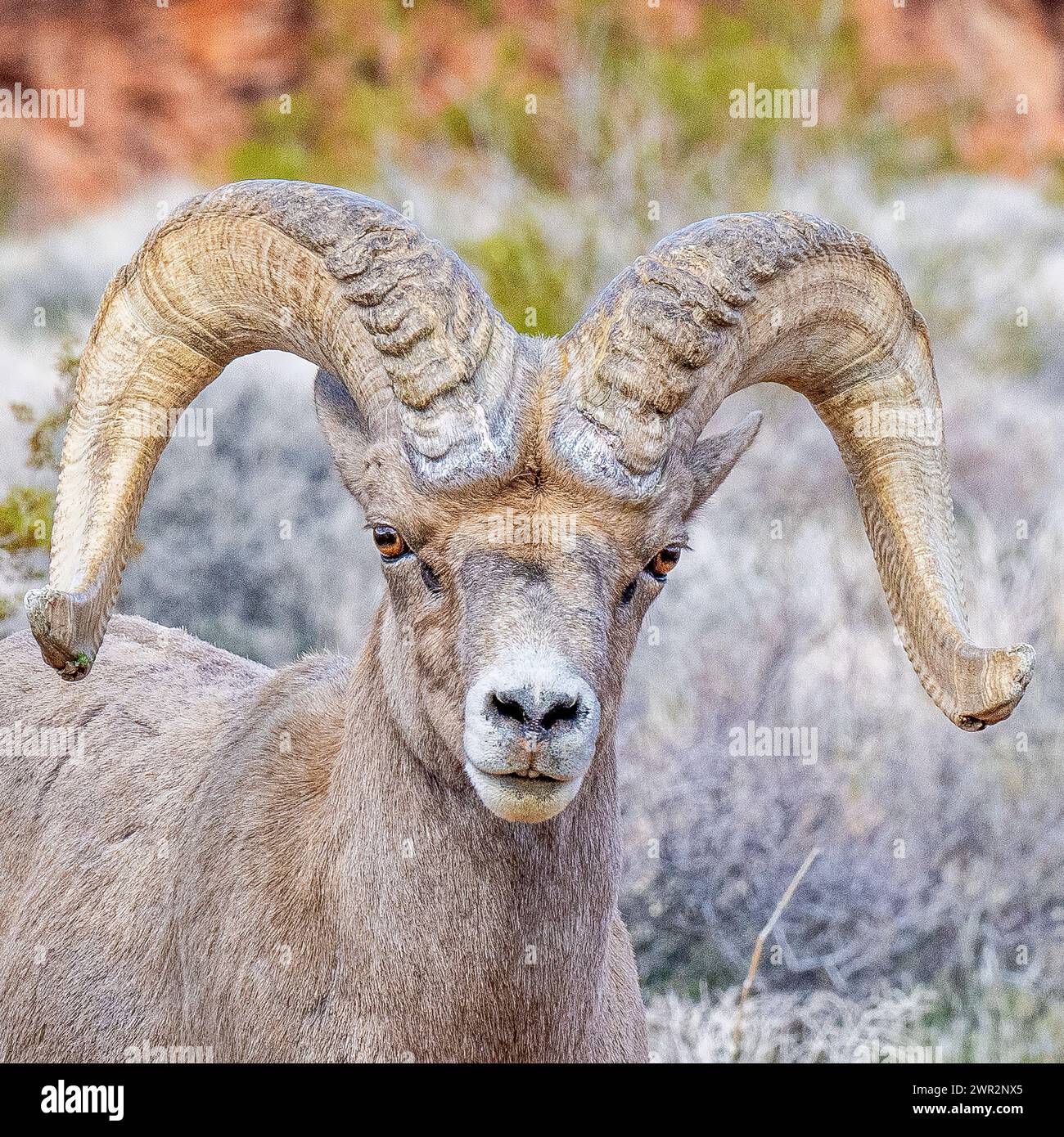 bighorn sheep - Mojave desert big horn rams in the Valley of Fire ...