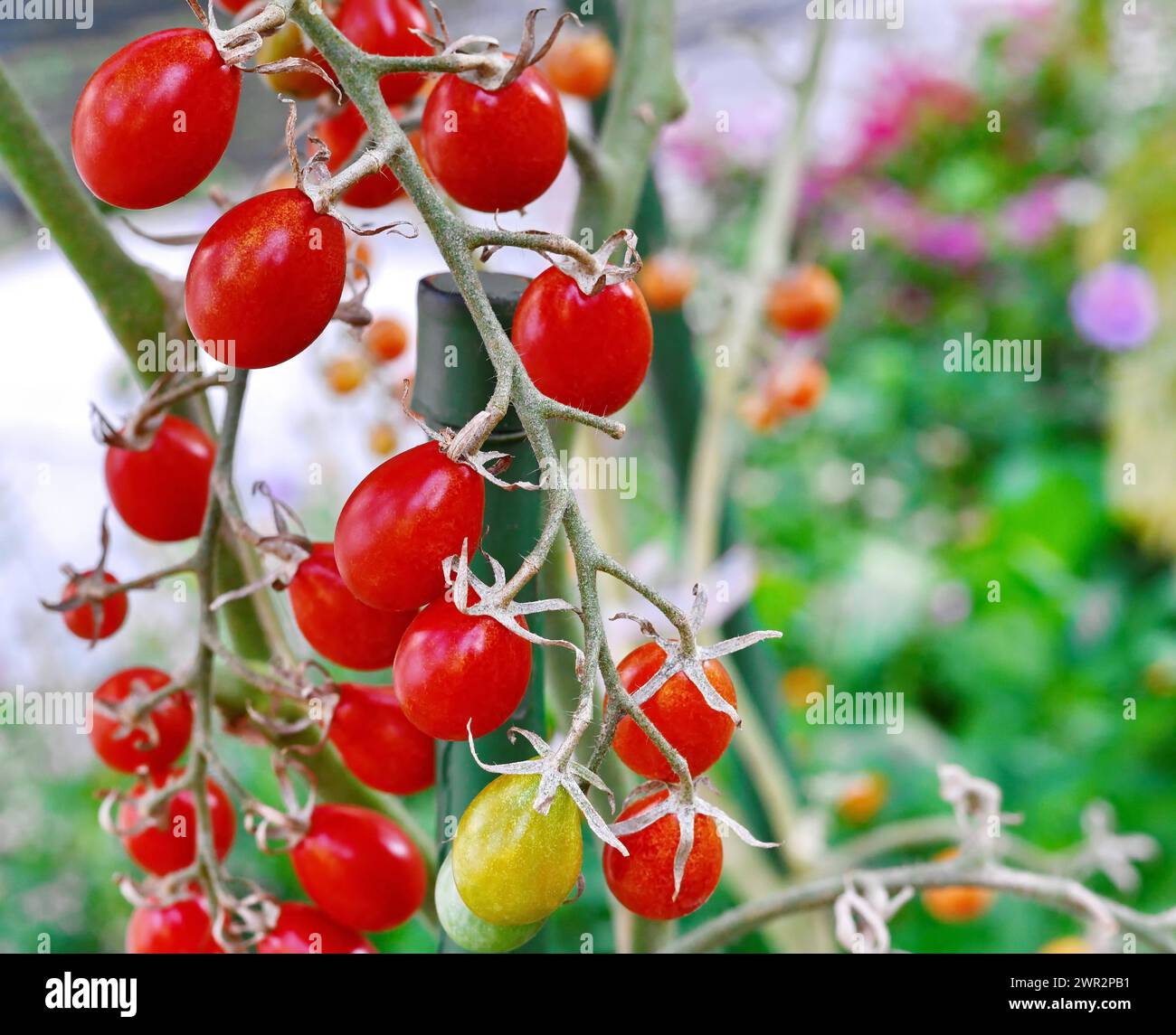 Beautiful red ripe heirloom tomatoes grown in a greenhouse. Gardening ...